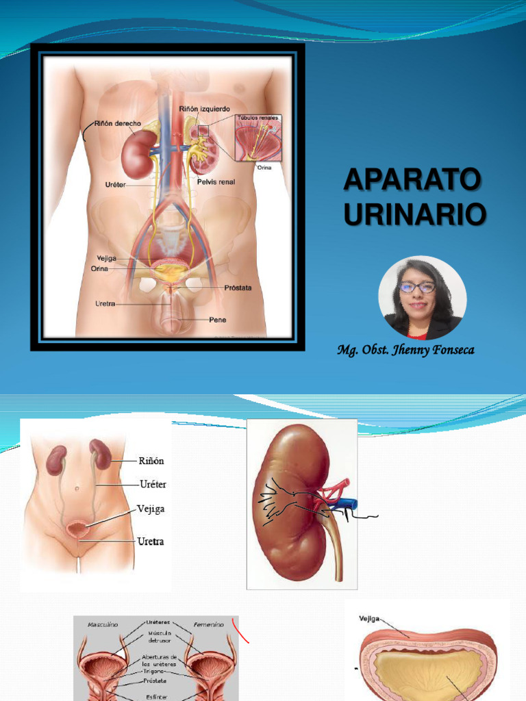 Aparato Urinario | PDF | Riñón | Sistema urinario
