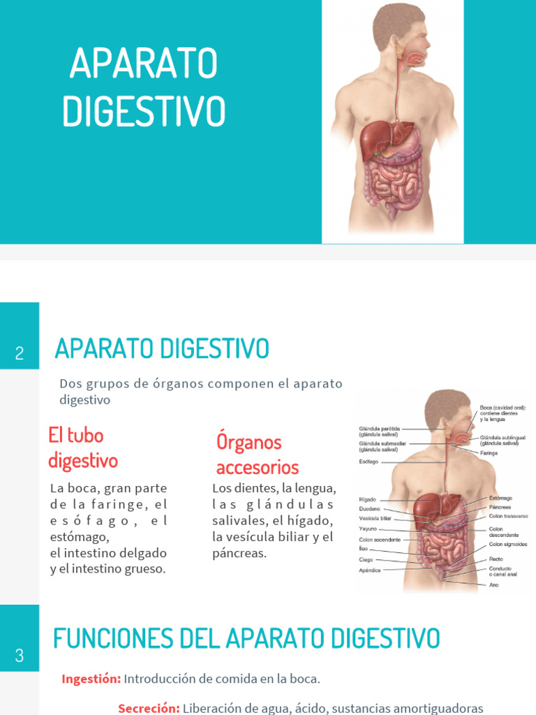 Estructura y Funciones del Aparato Digestivo | PDF | Sistema digestivo ...