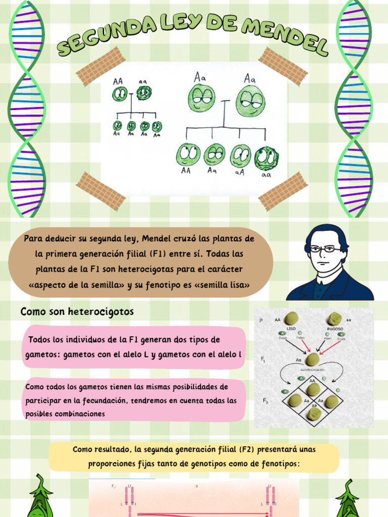 Presentación 8 - Segunda Ley de Mendel | PDF