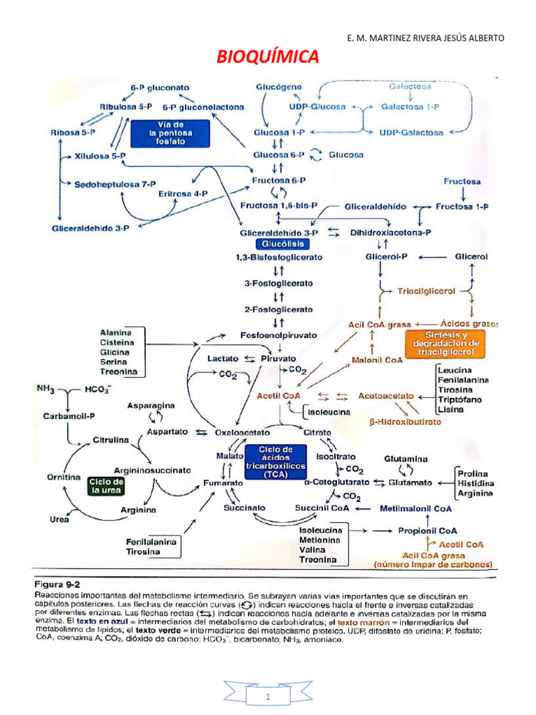 Puntos Clave Bioca | PDF | Hemoglobina | Aminoácidos