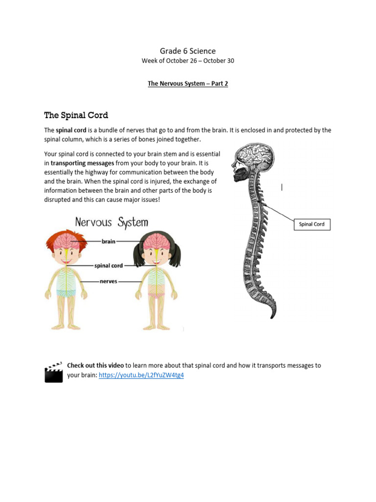Science 6 Oct26 30 Nervous System Part 2 Pdf Neuron Brain