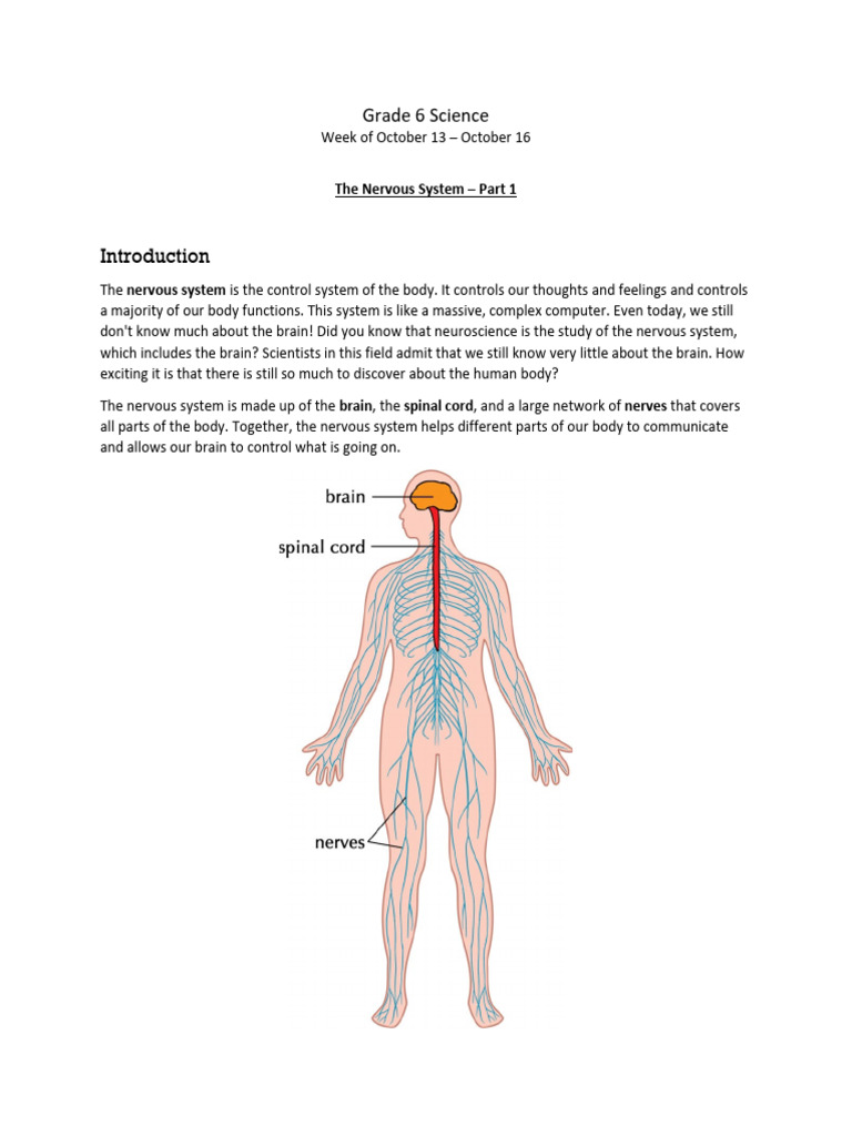 Science 6 Oct19 22 - Nervous System Part 1 | PDF | Central Nervous ...