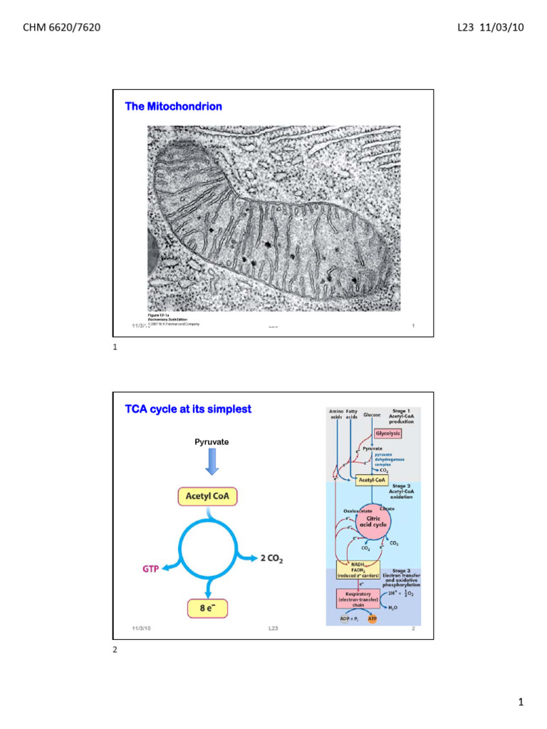 TCA Cycle | PDF | Diet & Nutrition | Chemistry