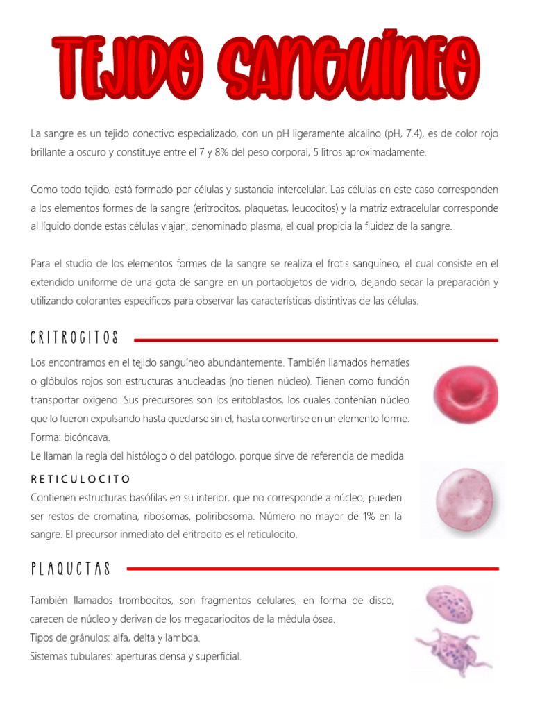 Tejido Sanguíneo | PDF | Leucocito | Sangre