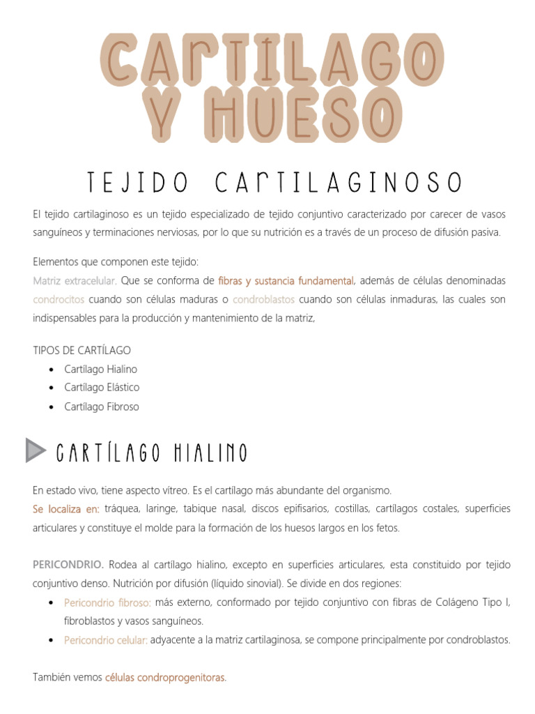 Cartilago y Hueso | PDF | Cartílago | Hueso