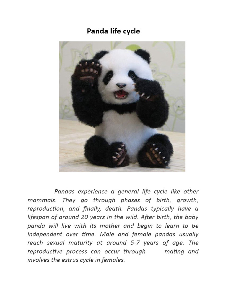 Panda Life Cycle | PDF | Science & Mathematics