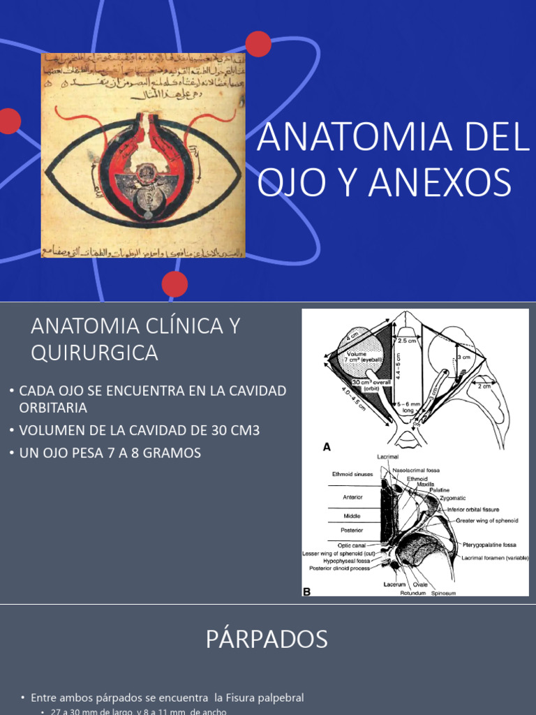 1 Anatomia Del Ojo | PDF | Córnea | Cabeza y cuello humanos