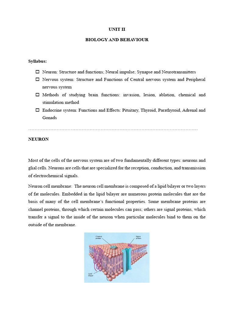 Unit 2 Biology and Behaviour | PDF | Neurotransmitter | Chemical Synapse