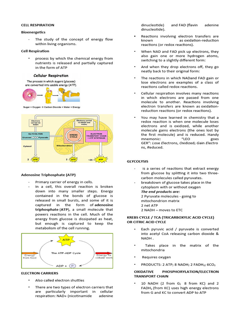 Reviewer | PDF | Cellular Respiration | Adenosine Triphosphate