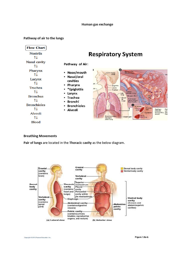 Human Gaseous Exchange Part 2 | PDF | Breathing | Lung
