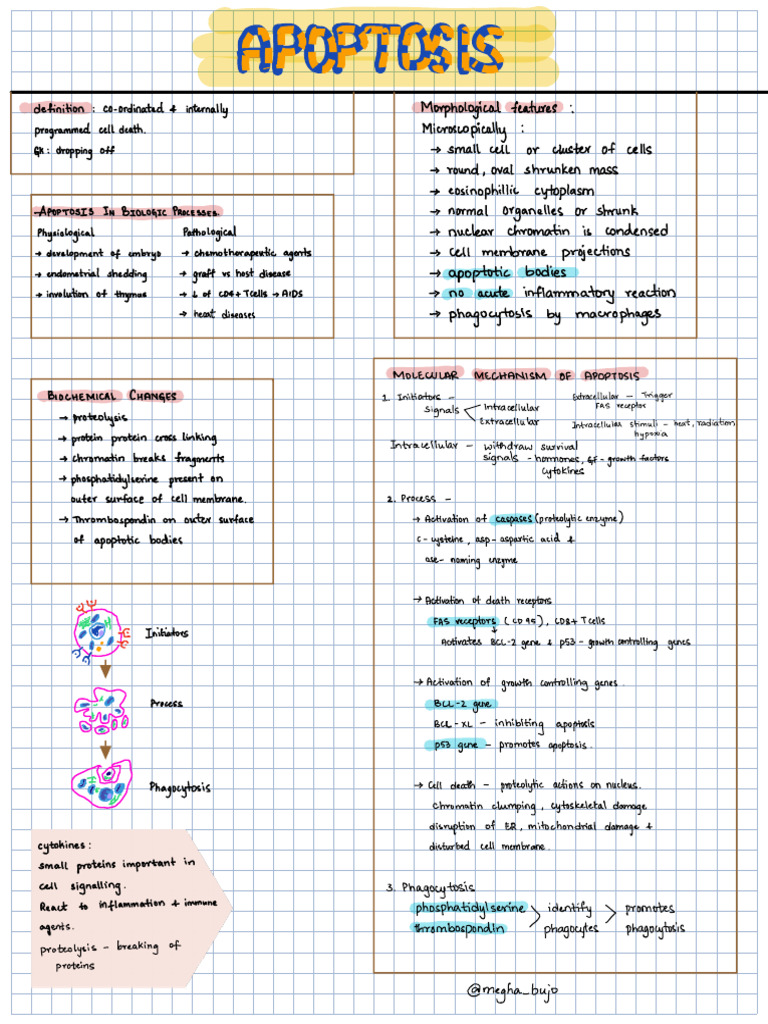 Apoptosis | PDF
