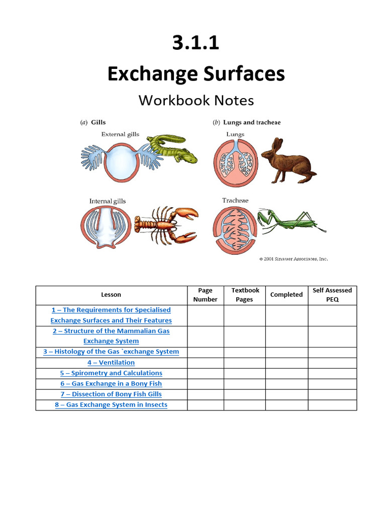 3 1 1 Exchange Surfaces Workbook Notes | PDF | Gill | Lung