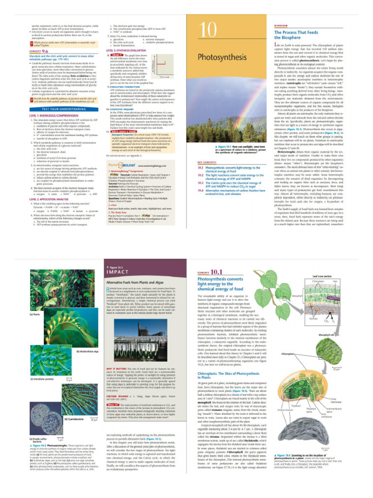 Biology Notes | PDF