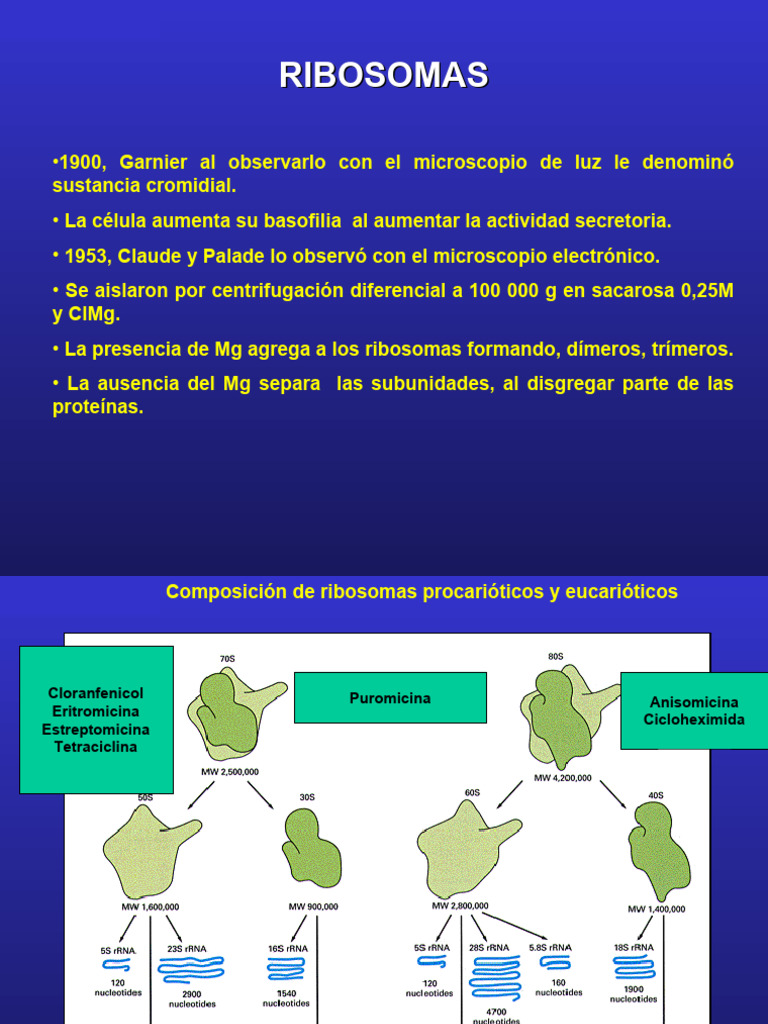 Ribosoma | Descargar gratis PDF | Ribosoma | Rna