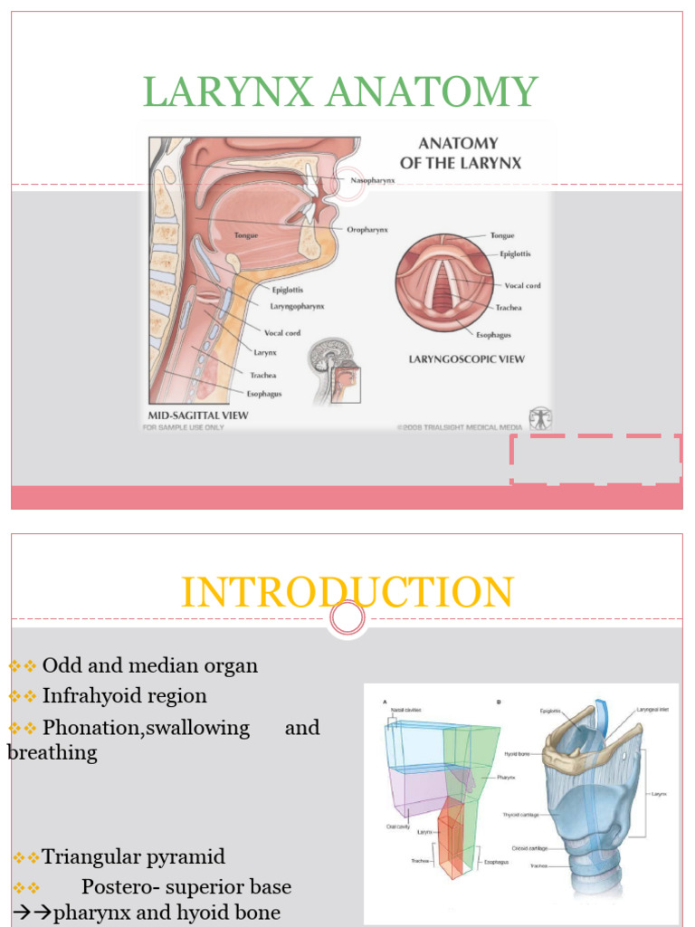 Larynx | PDF | Larynx | Anatomy