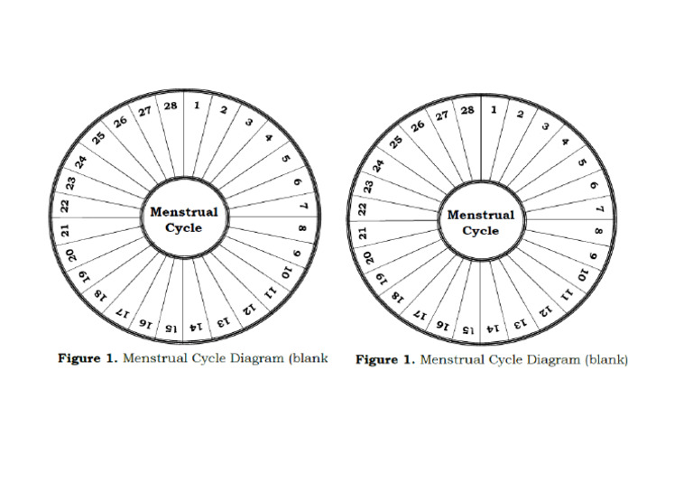 Menstrual Cycle Blank | PDF