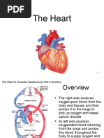 Normal TTE Values Overview | PDF | Ventricle (Heart) | Heart Valve