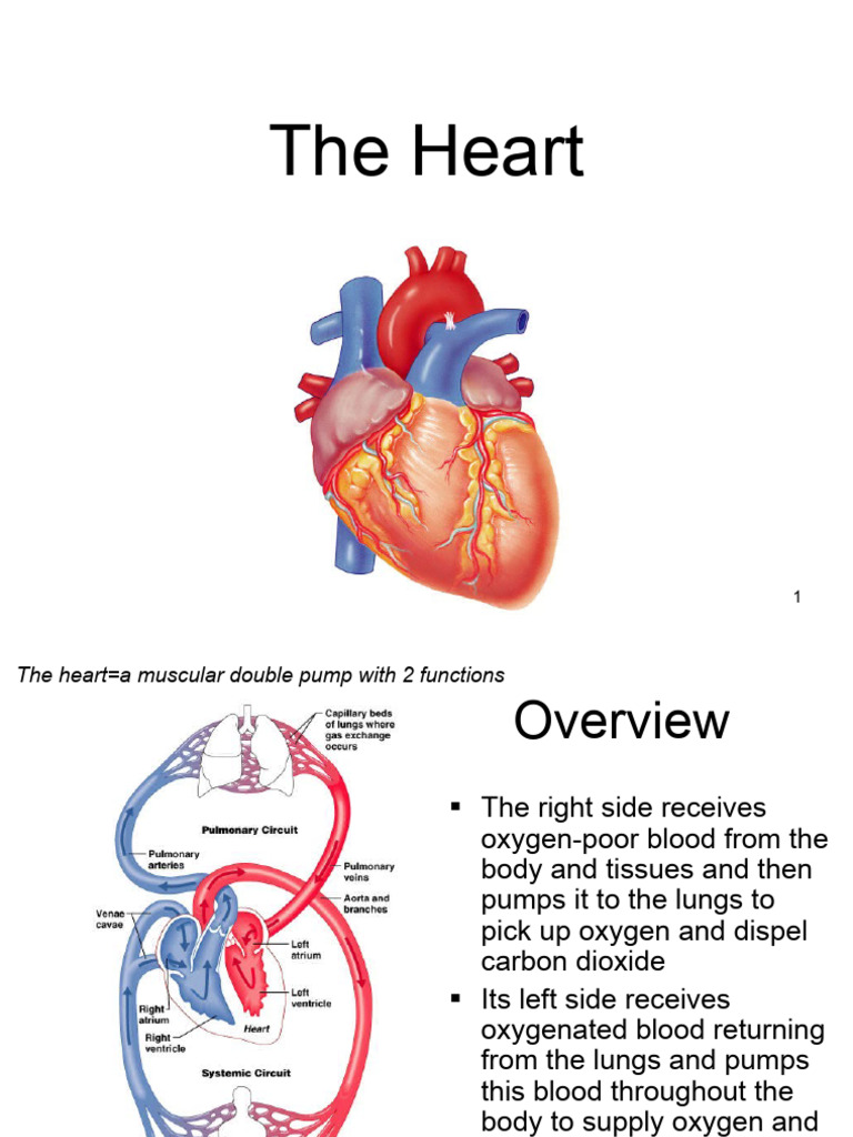 Lecture 18 - The Heart | PDF | Heart Valve | Heart