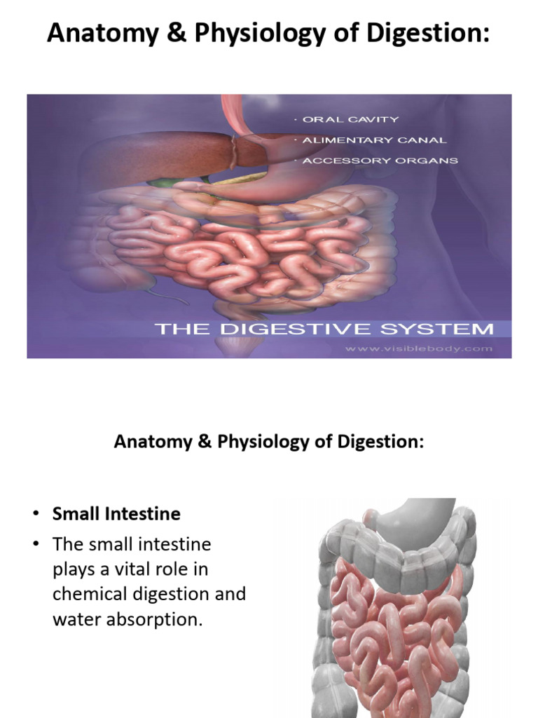 Digestive Lab | PDF | Digestion | Human Digestive System