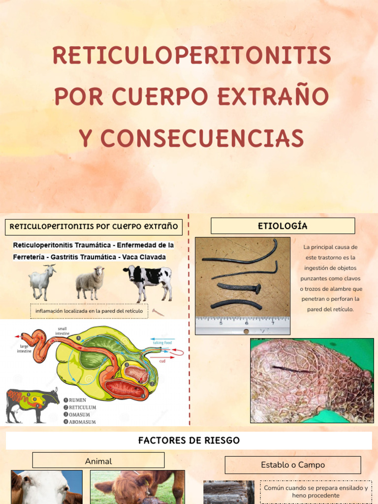 Reticuloperitonitis Por Cuerpo Extraño y Consecuencias | PDF ...