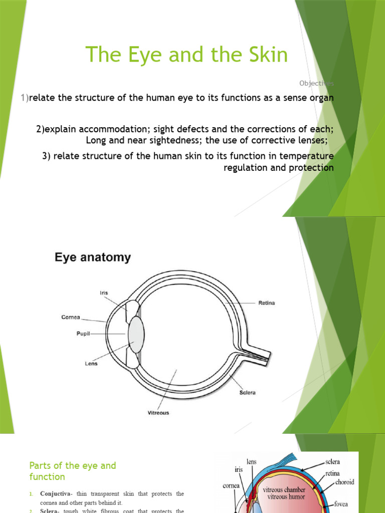 The Eye and The Skin | PDF | Eye | Human Eye
