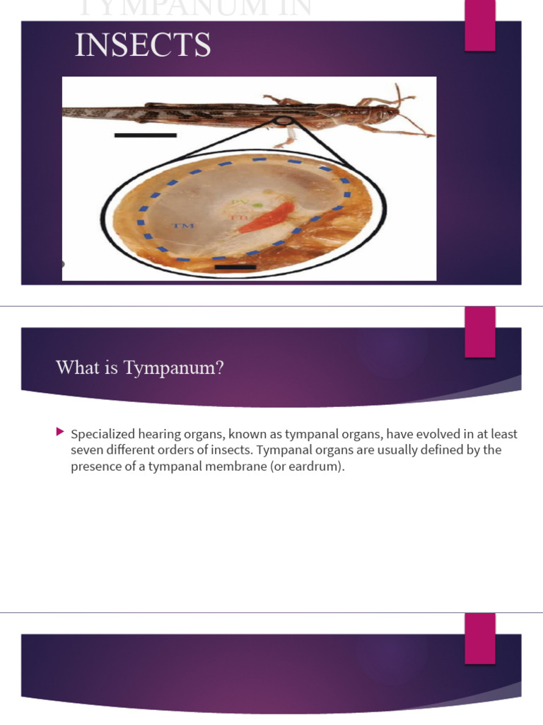 Uthara Sathyadevan. M 2022-41-605 | PDF | Hearing | Insects