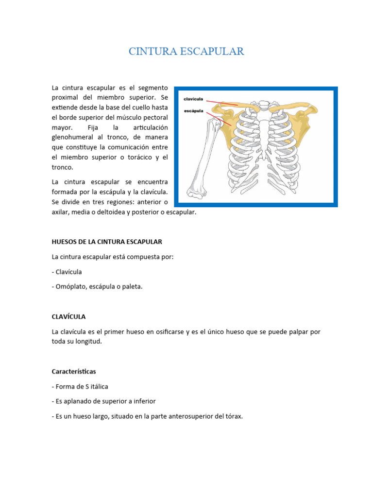Cintura Escapular | PDF | Extremidades (anatomía) | Anatomía humana