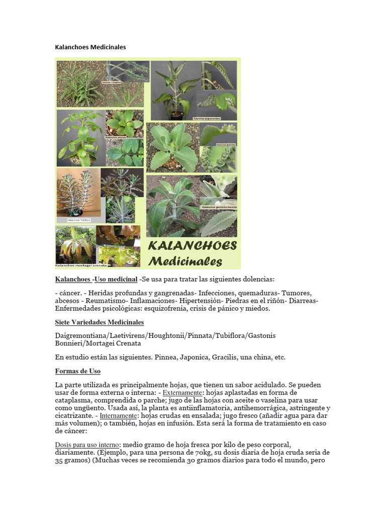 Kalanchoes | PDF