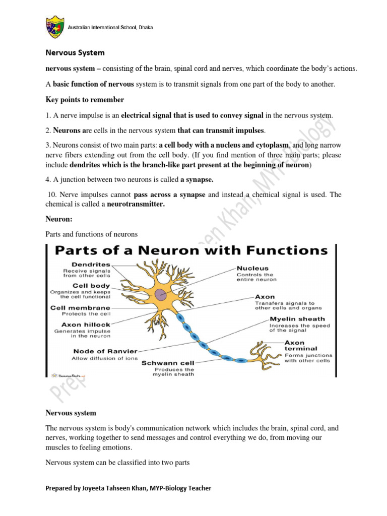 Nervous System For MYP 2 | PDF | Central Nervous System | Nervous System
