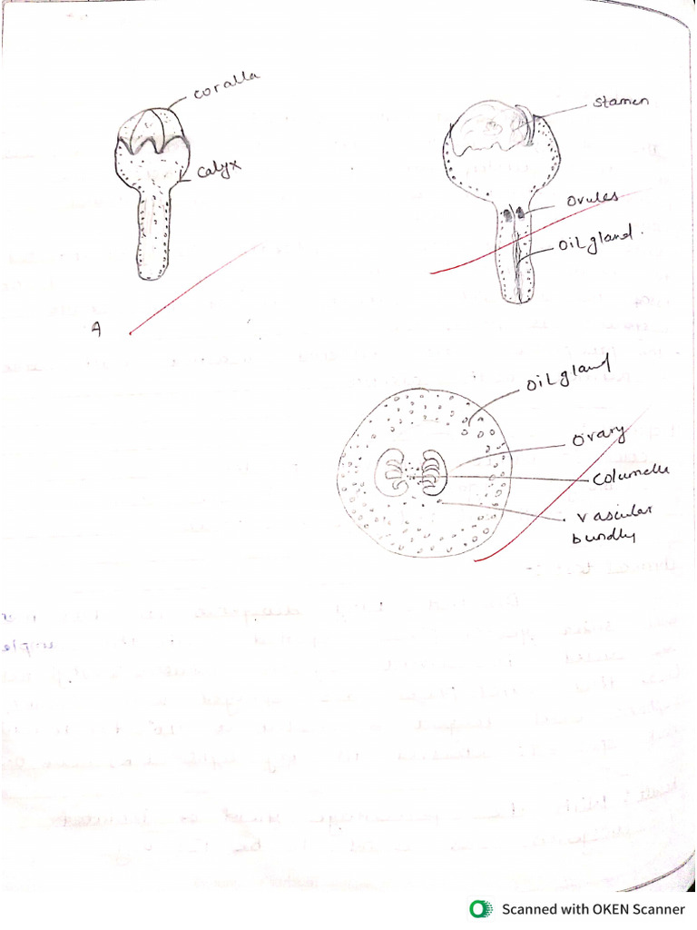 3rd Practical of Cognosy | PDF