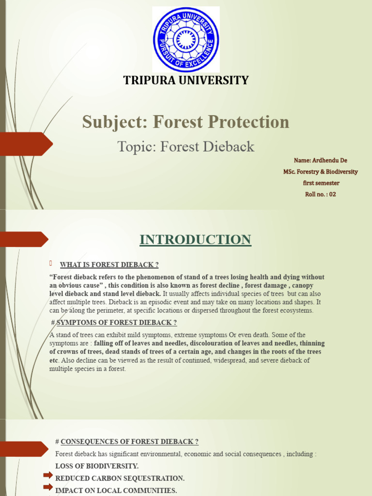 Forest Dieback | PDF | Trees | Forests
