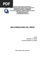 Ecografía renal: anatomía y protocolo | PDF | Riñón | Abdomen