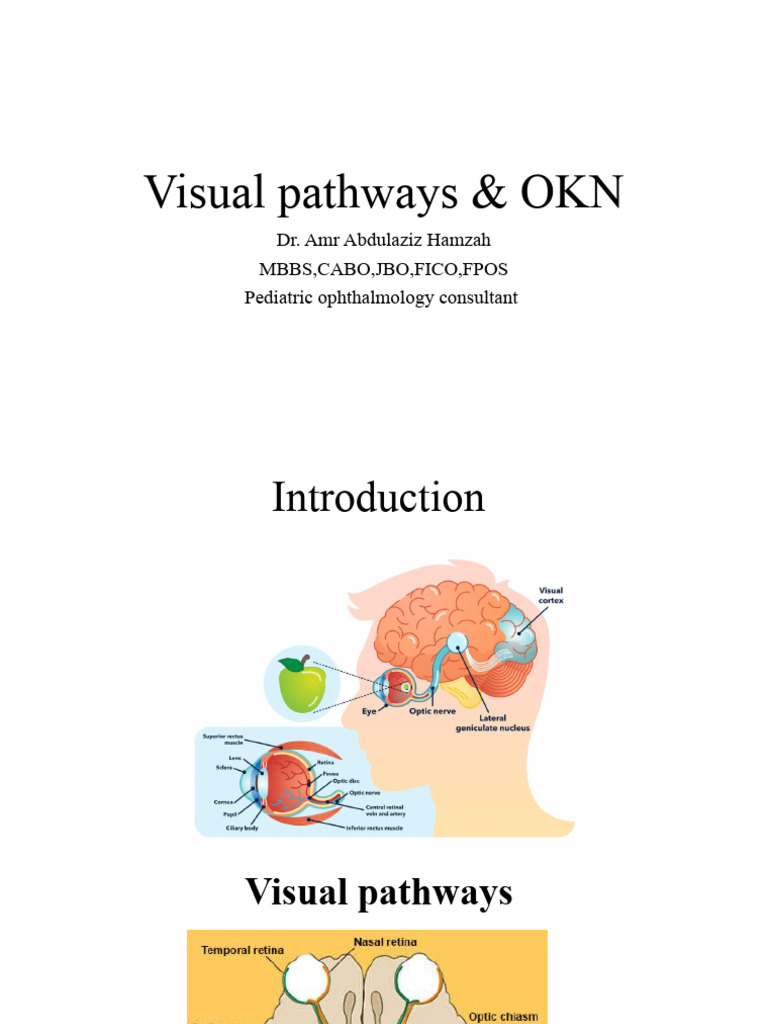 3-Visual Pathways & OKN | PDF | Visual System | Retina
