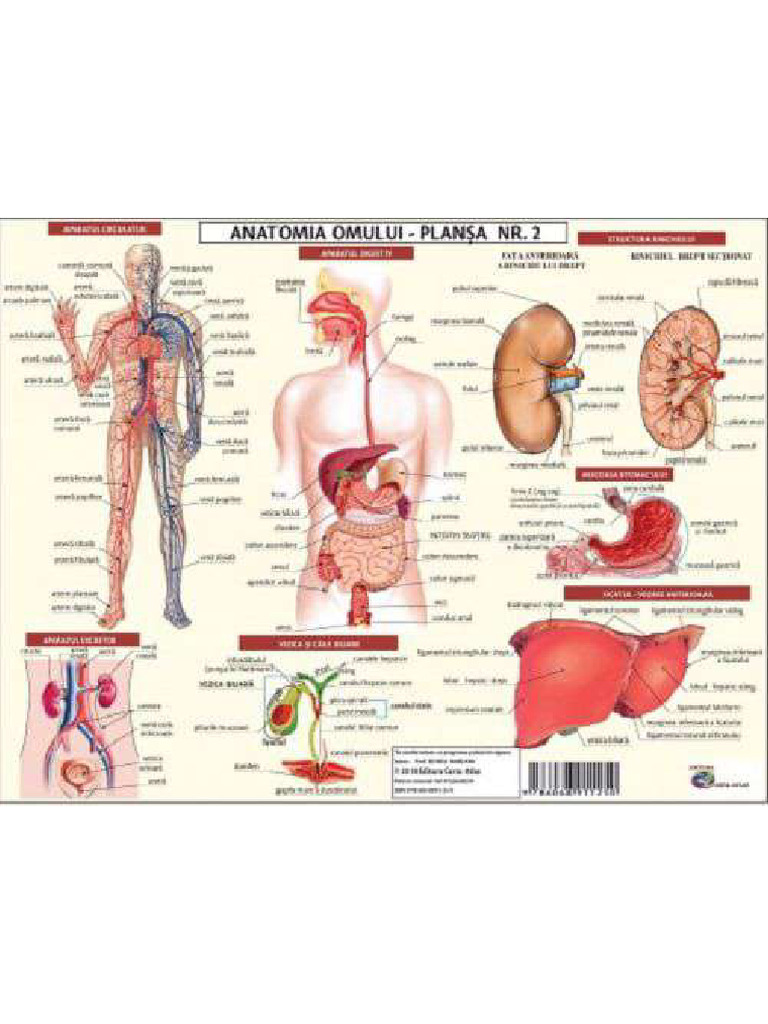 Planse Anatomie II - 1 500x500 1 | PDF