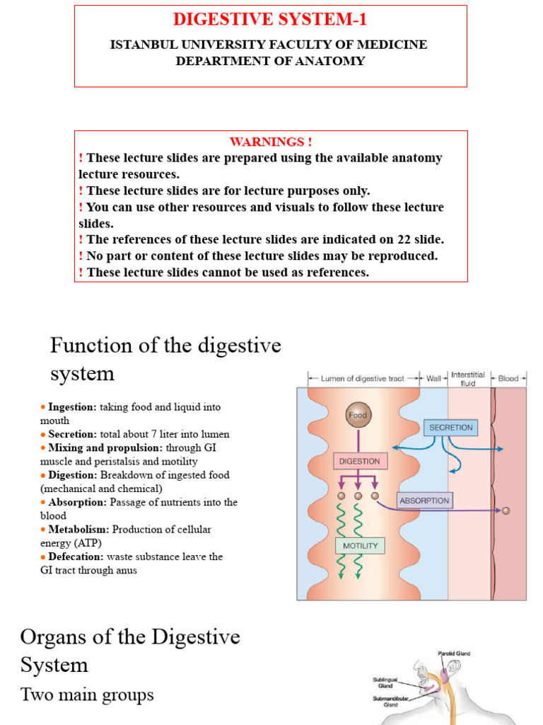 Digestive System | PDF | Gastrointestinal Tract | Stomach