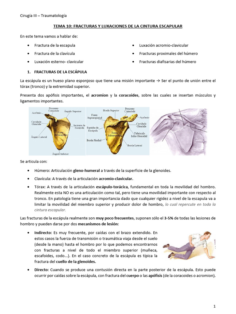 Tema 10 Fracturas y Luxaciones de La Cintura Escapular | Descargar ...