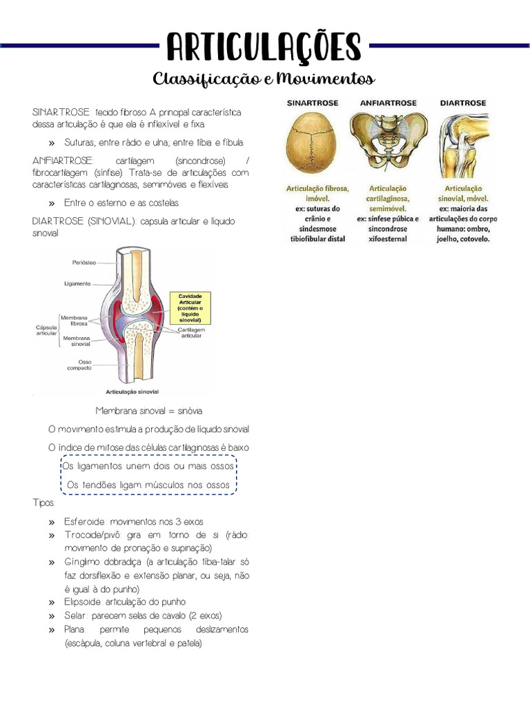 Sinartrose 2023 | PDF | Esqueleto | Anatomia
