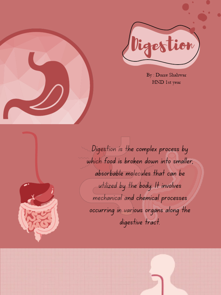 Understanding Human Digestion Process Pdf Stomach Digestion