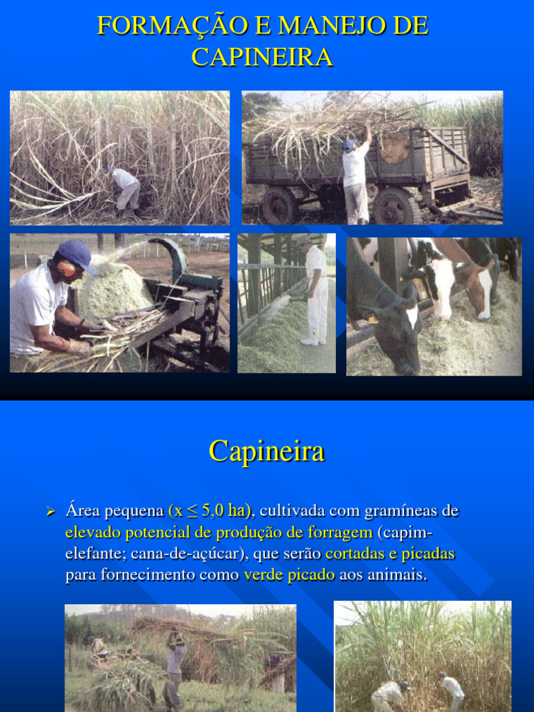 Capineira de Capim-Elefante | PDF | Geociências | Agricultura