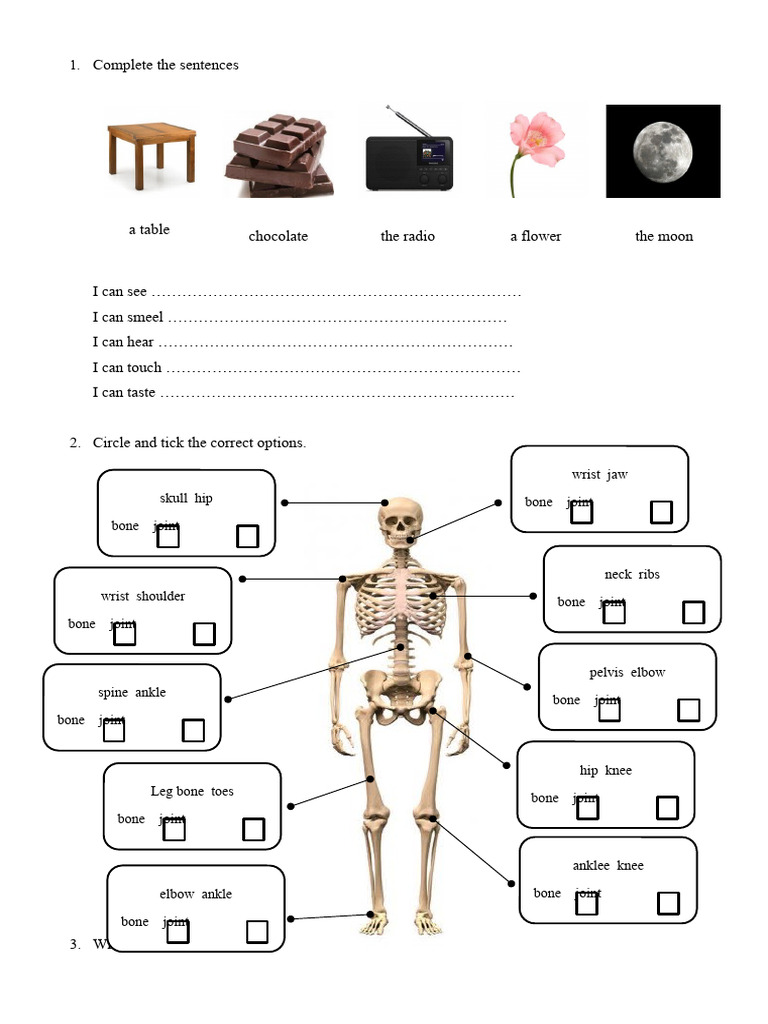 Complete The Sentences | PDF | Arm | Skeleton