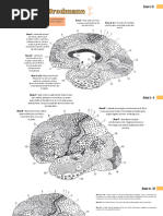 Areas de Brodmann | PDF | Memória | Cérebro