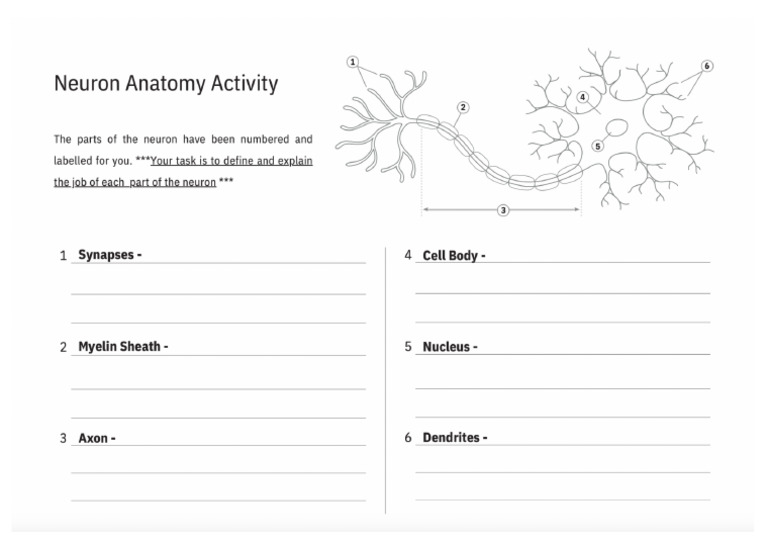 Neuron Anatomy Activity | PDF