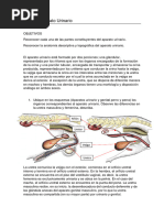 Sistema Urinario: Estructuras y Funciones | PDF | Riñón | Morfología ...