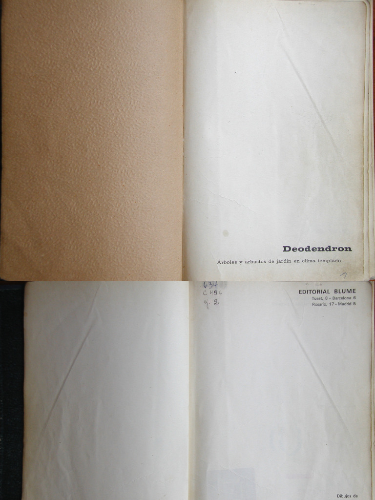 Deodendron | PDF
