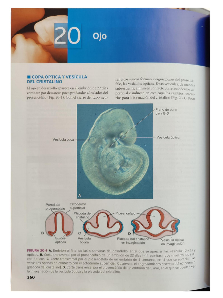 Anatomía Visual | PDF