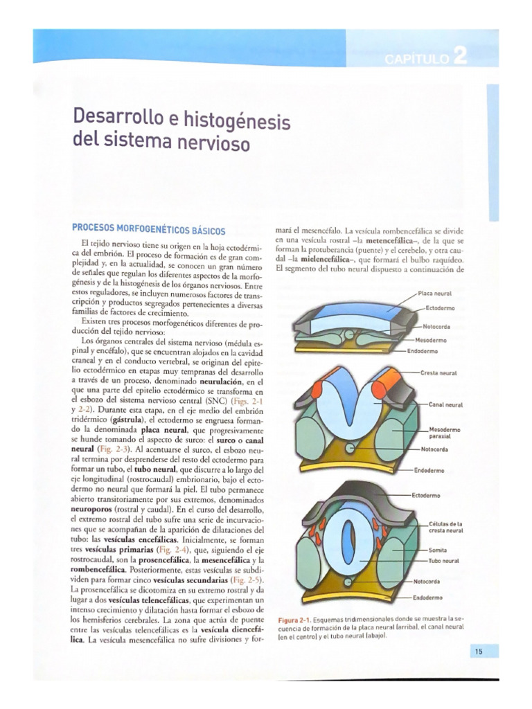 Desarrollo e Histogénesis | PDF