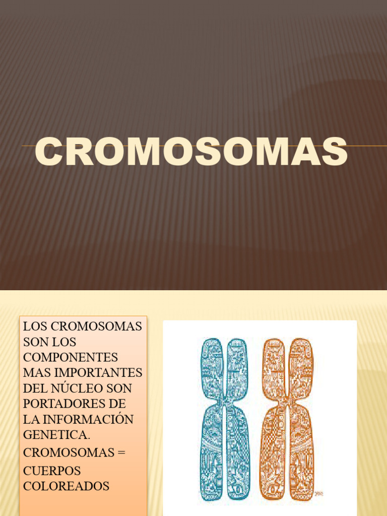 CROMOSOMAS | PDF | Cromosoma | Cariotipo