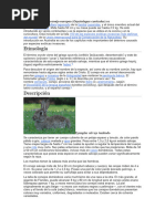 Conejo de mar: características y toxicidad | PDF | Huevo | Zoología