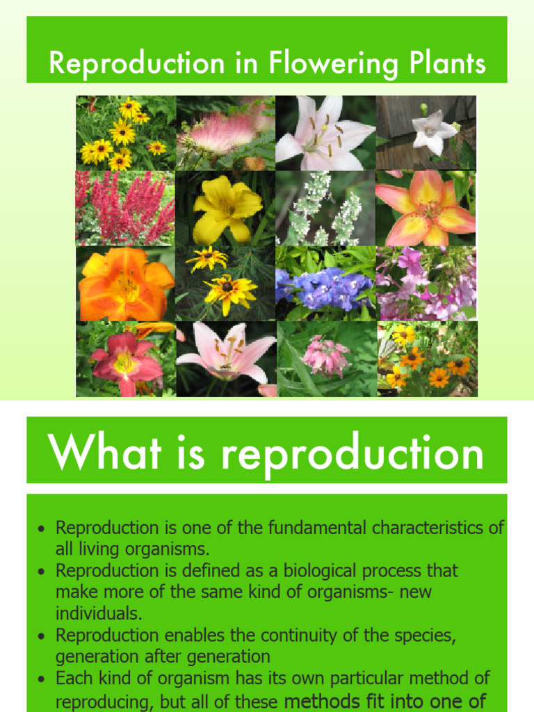 Reproduction in Flowering Plants 2020 | PDF | Flowers | Sexual Reproduction