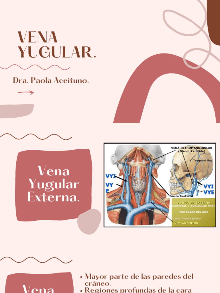 Vena Yugular | PDF | Cabeza y cuello humanos | Anatomía